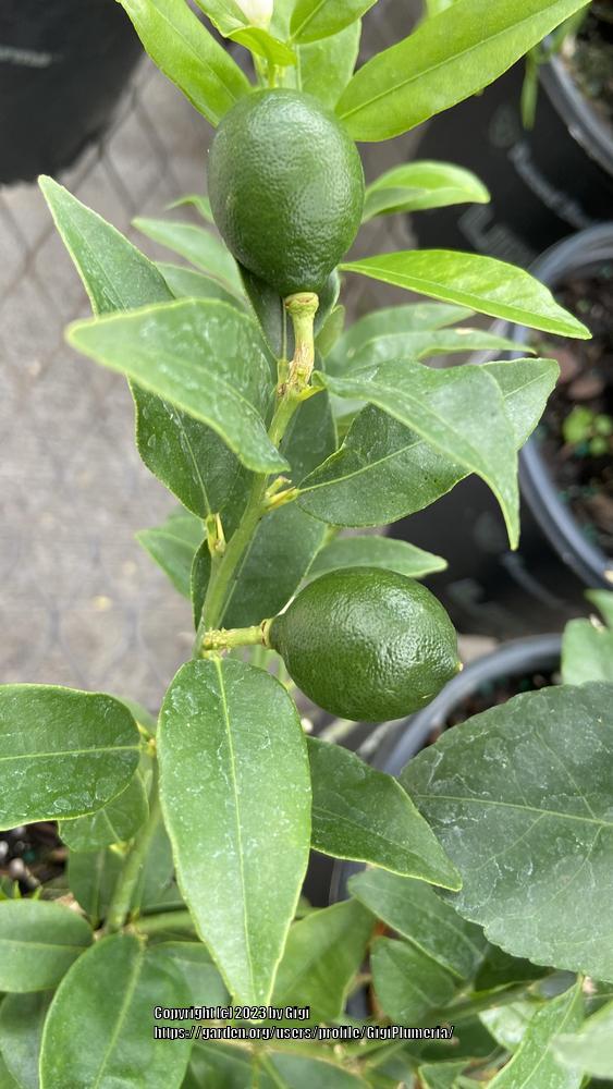 Photo of the fruit of Meyer Lemon (Citrus x limon 'Improved Meyer ...