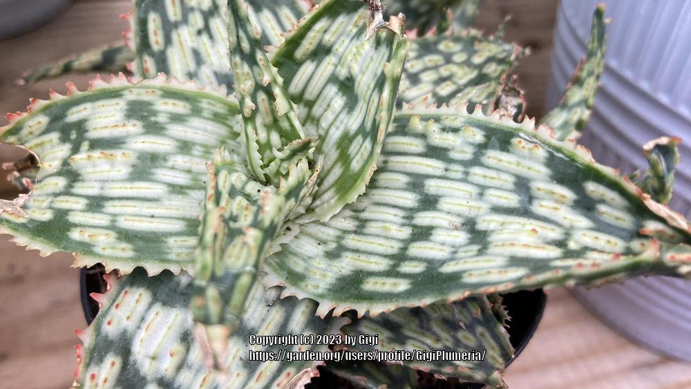 Photo of the leaves of Aloe 'Mauna Kea' posted by GigiAdeniumPlumeria ...
