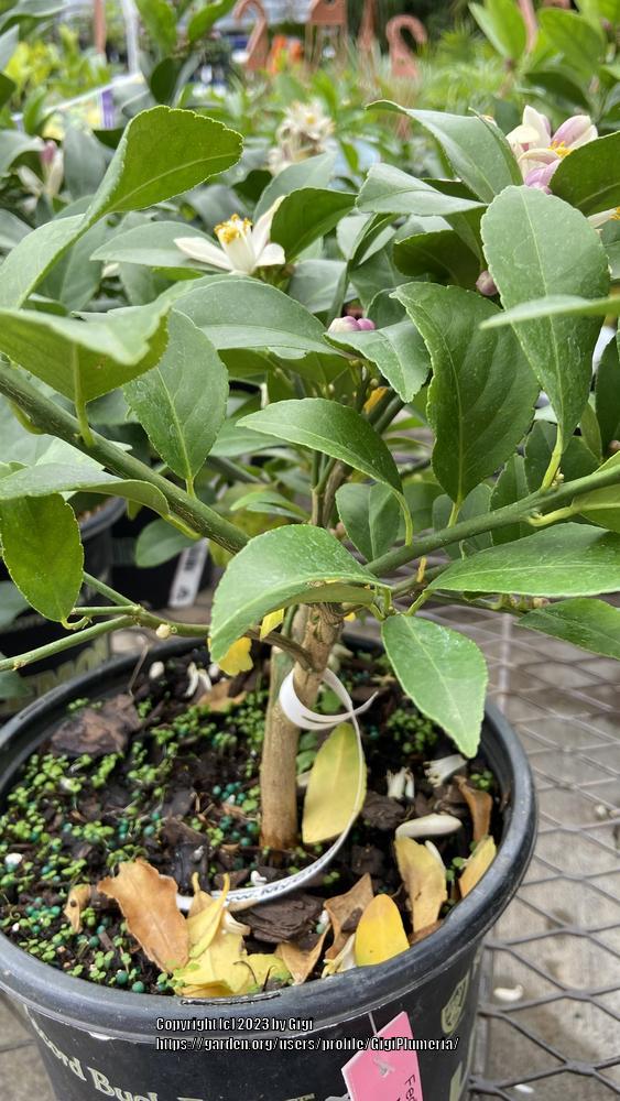Photo of the entire plant of Meyer Lemon (Citrus x limon 'Improved ...