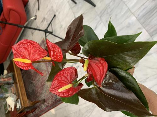 'Endless Forms Most Beautiful' The aroid photo gallery in the ...