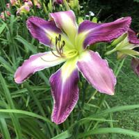 Daylily (Hemerocallis 'Drew Hoo') in the Daylilies Database - Garden.org