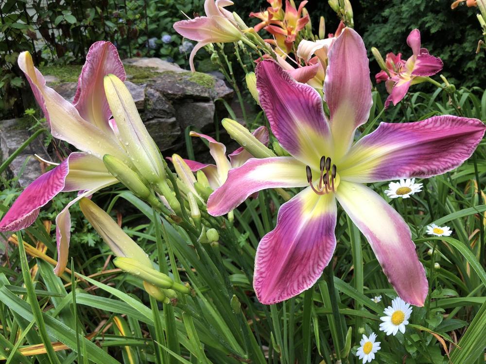 Photo of the bloom of Daylily (Hemerocallis 'Drew Hoo') posted by Jillz ...