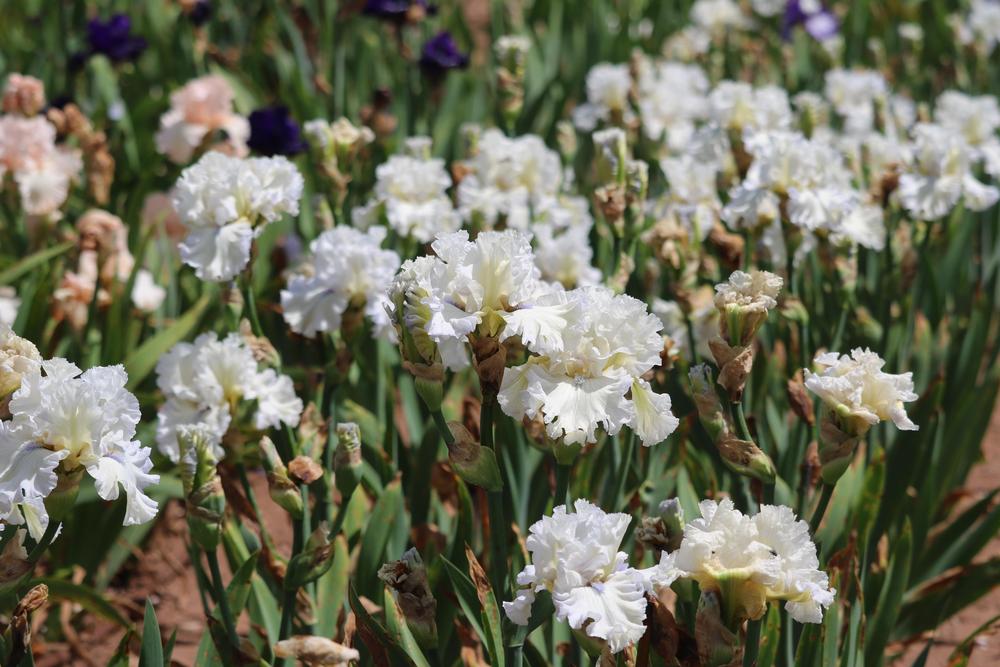 Photo of the entire plant of Tall Bearded Iris (Iris 'Haunts My Soul ...