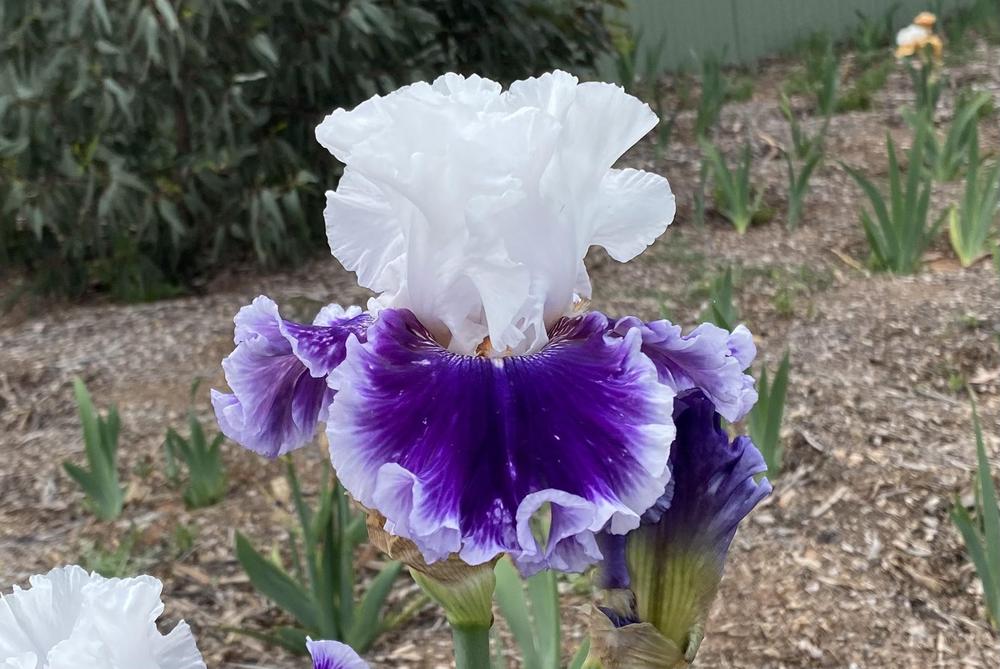 Photo of the bloom of Tall Bearded Iris (Iris 'Sense of Class') posted ...