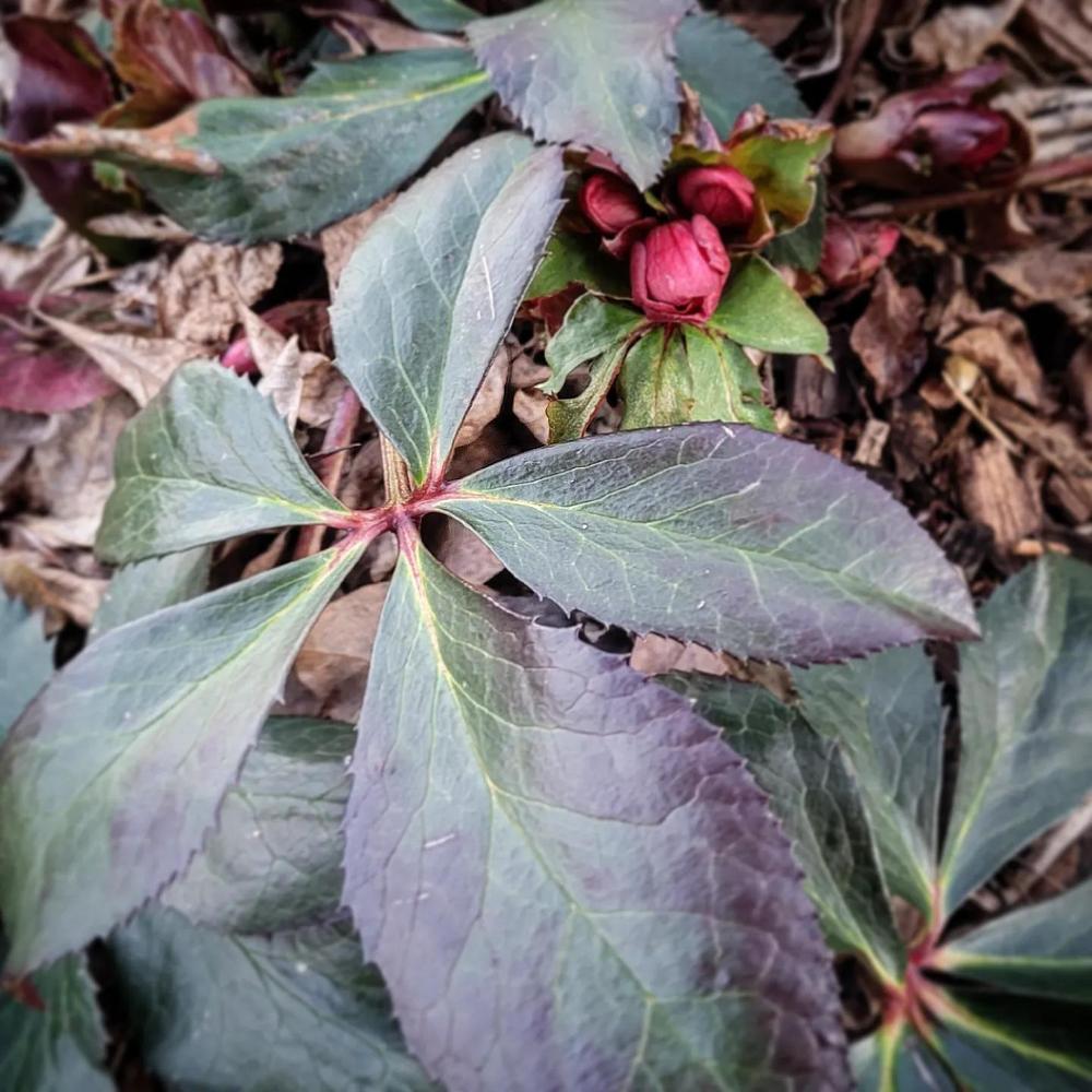 Photo of the emerging growth of Hellebore (Helleborus Gold Collection ...
