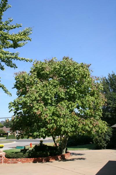 Chinese Parasol Tree (Firmiana simplex) - Garden.org