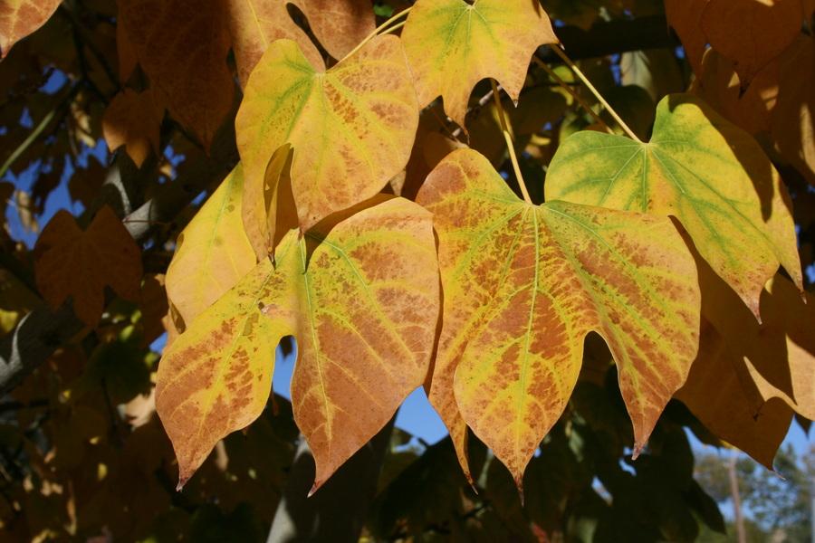 Photo of the fall color of Chinese Parasol Tree (Firmiana simplex ...