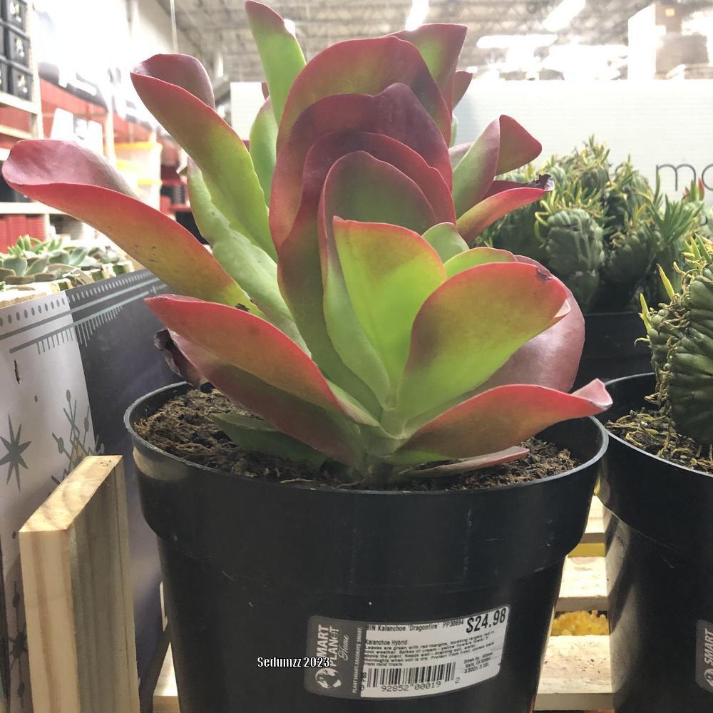 Kalanchoe 'Dragonfire' in the Kalanchoes Database - Garden.org