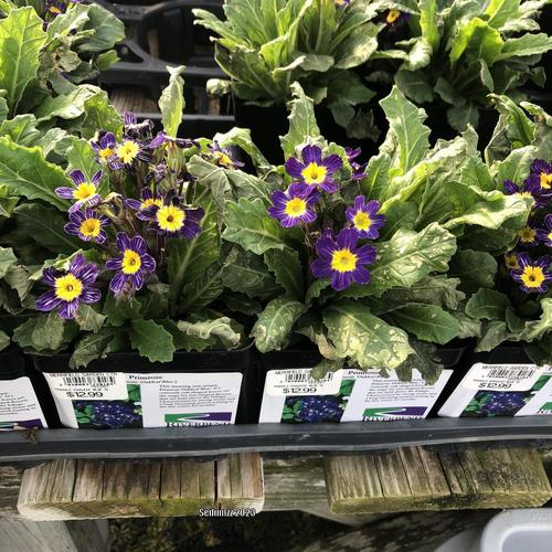 Primrose (Primula 'Oakleaf Blue') in the Primroses Database - Garden.org