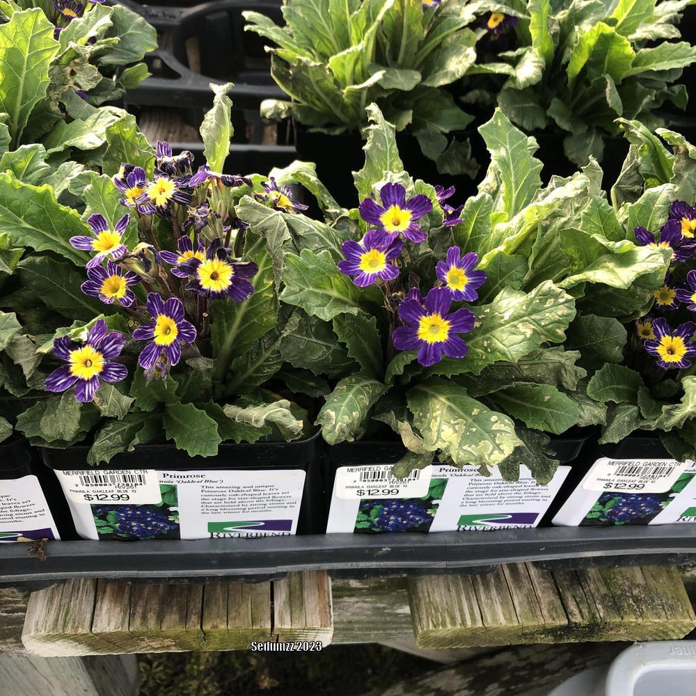 Photo of the entire plant of Primrose (Primula 'Oakleaf Blue') posted ...
