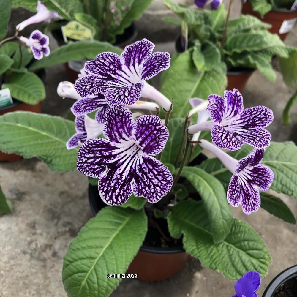 Photo of the entire plant of Cape Primrose (Streptocarpus Ladyslippers ...