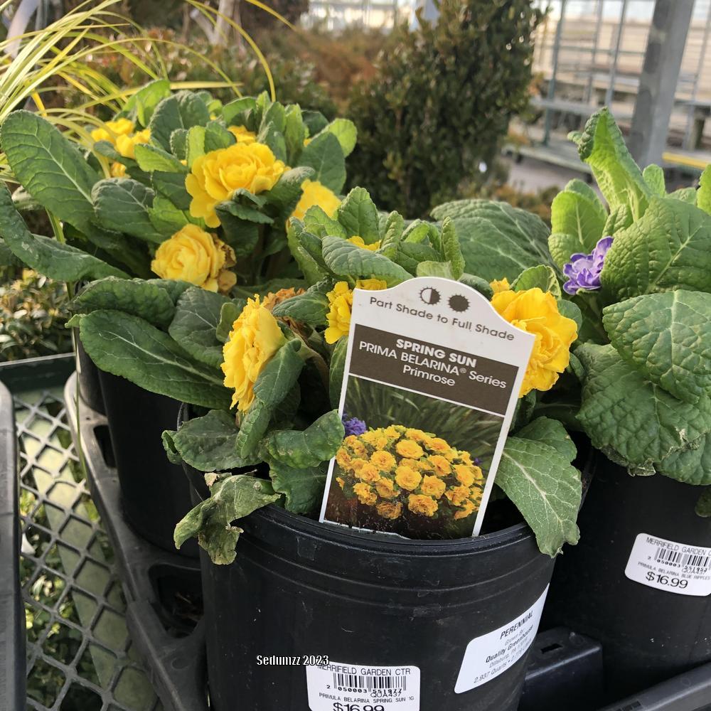 Primrose (Primula vulgaris Prima Belarina® Spring Sun) in the Primroses ...