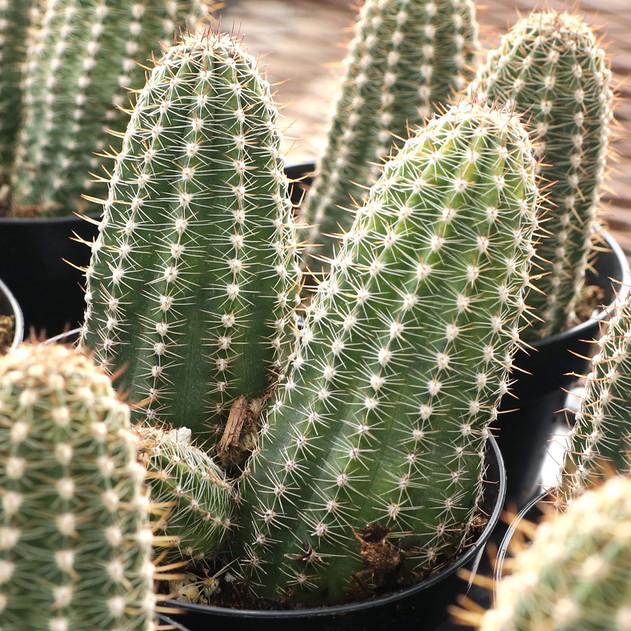 Photo of the entire plant of White Torch Cactus (Soehrensia spachiana ...