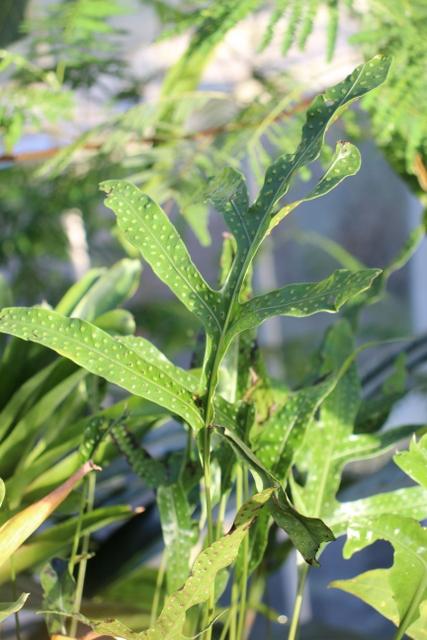 Photo of the leaves of Wart Fern (Microsorum scolopendria) posted by ...
