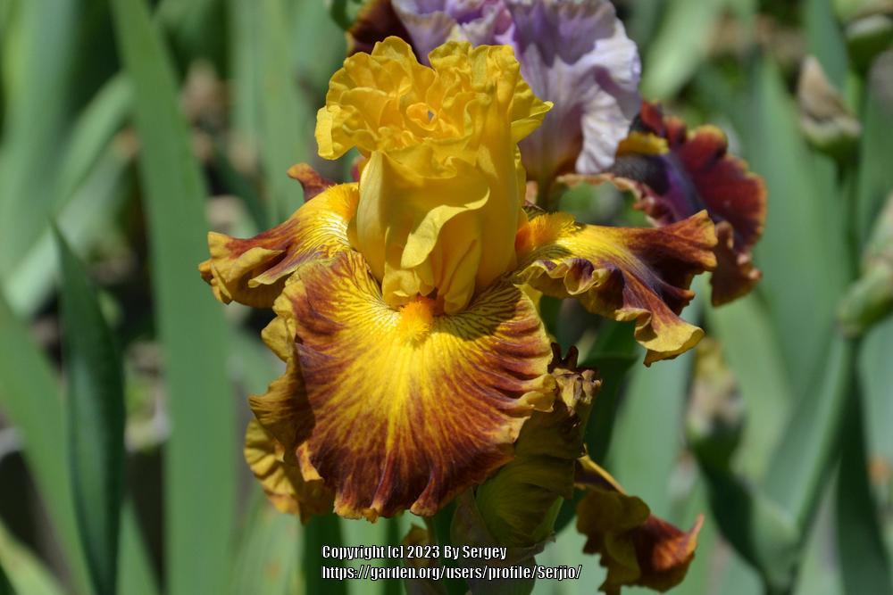 Photo of the bloom of Tall Bearded Iris (Iris 'Lucky Talisman') posted ...