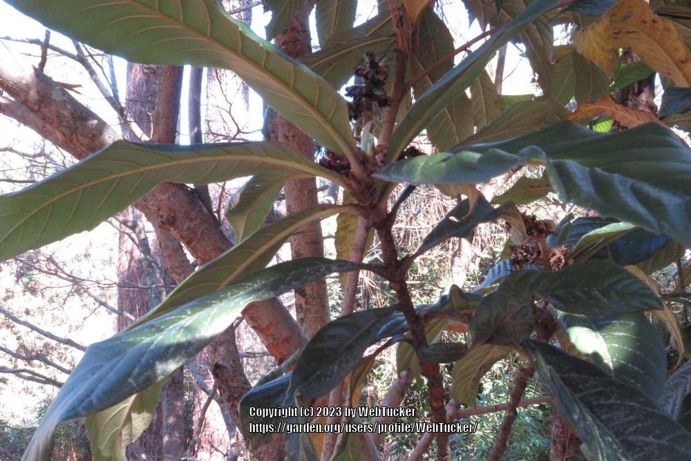 Photo of the stem, scape, stalk or bark of Loquat (Rhaphiolepis bibas ...