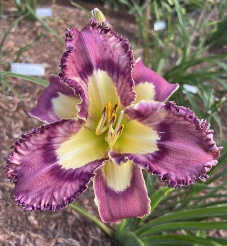 Happy Valentine's Day! in the Daylilies forum - Garden.org