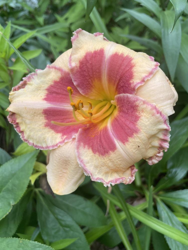 Happy Valentine's Day! in the Daylilies forum - Garden.org