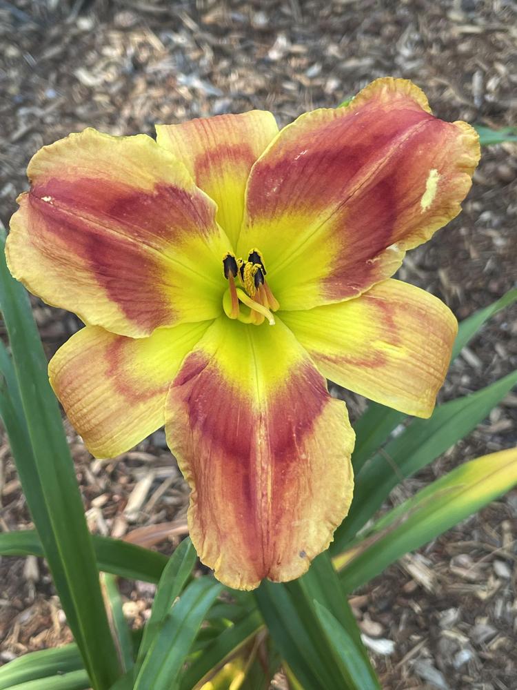 Happy Valentine's Day! in the Daylilies forum - Garden.org
