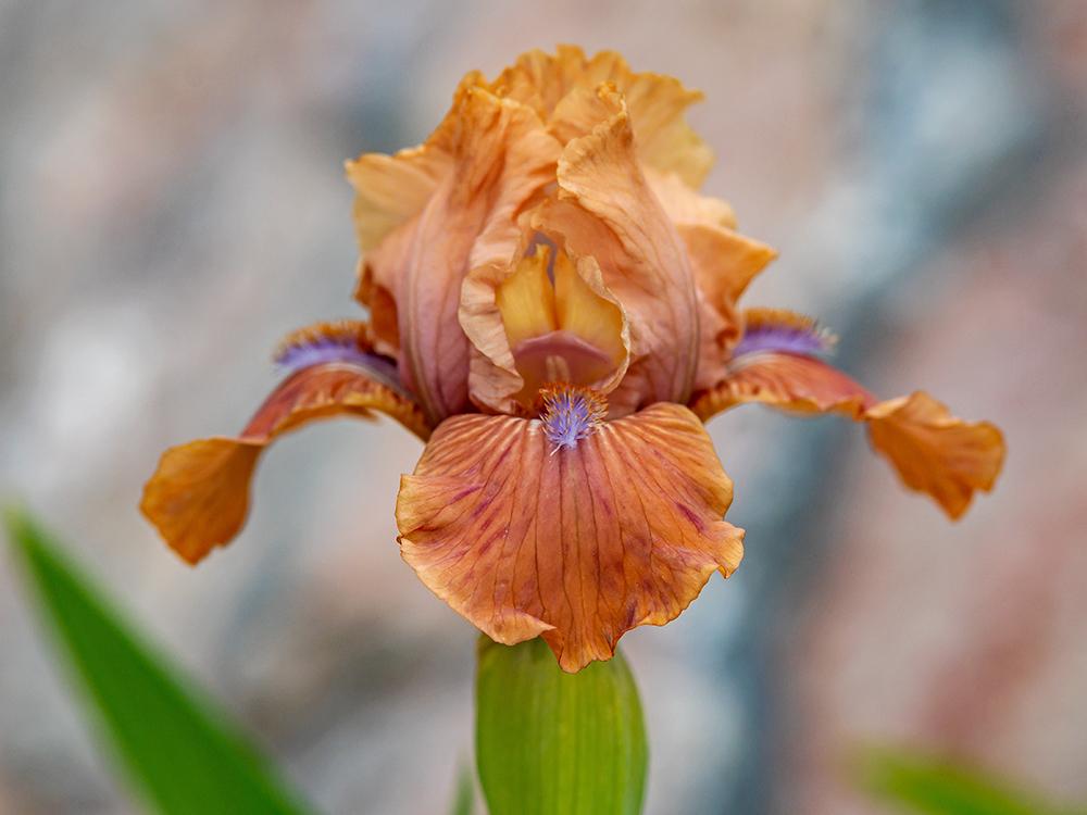 Intermediate Bearded Iris (Iris 'Rust Never Sleeps') in the Irises ...