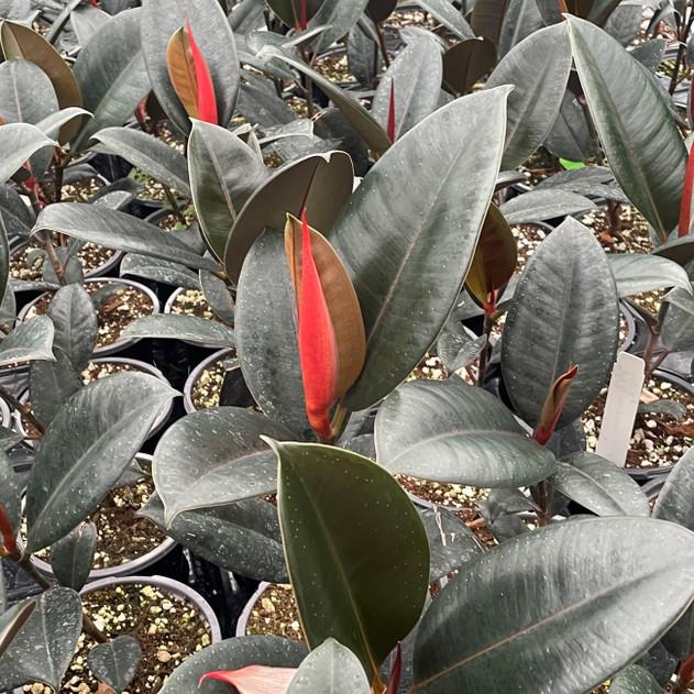 Photo of the entire plant of Rubber Tree (Ficus elastica Chroma ...