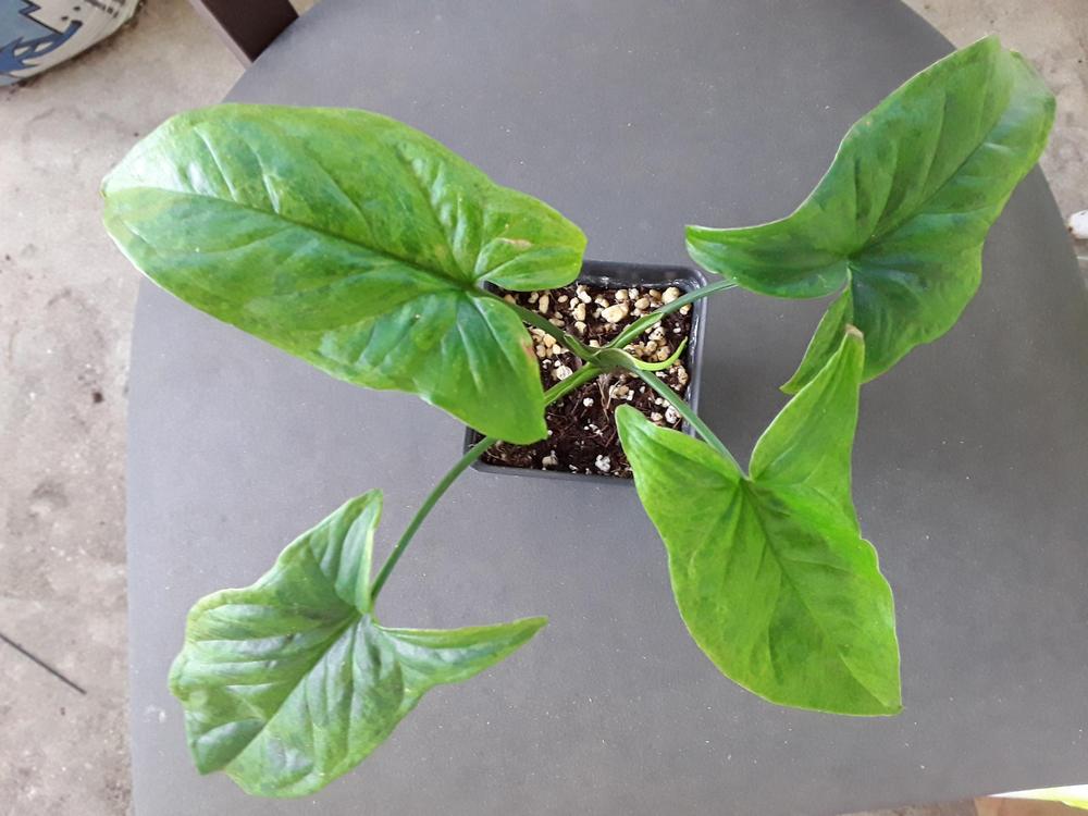 Photo of the entire plant of Nephthytis (Syngonium podophyllum 'Mojito ...