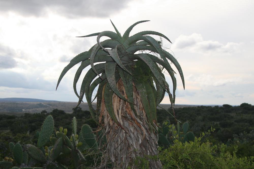 Photo of the entire plant of African Aloe (Aloe africana) posted by ...