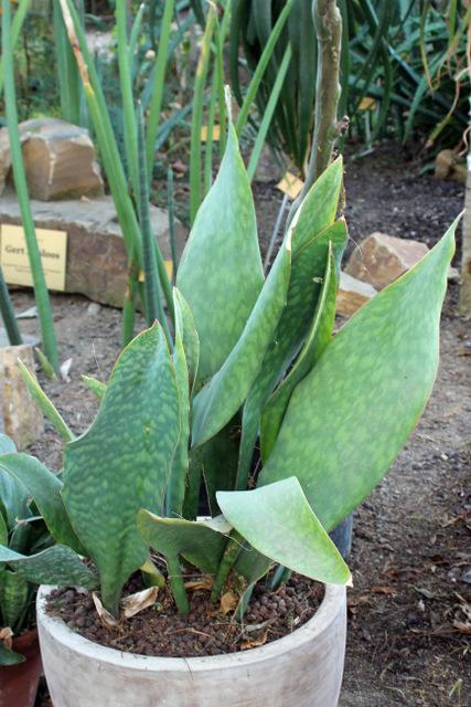 Photo of the entire plant of African Bowstring Hemp (Dracaena ...