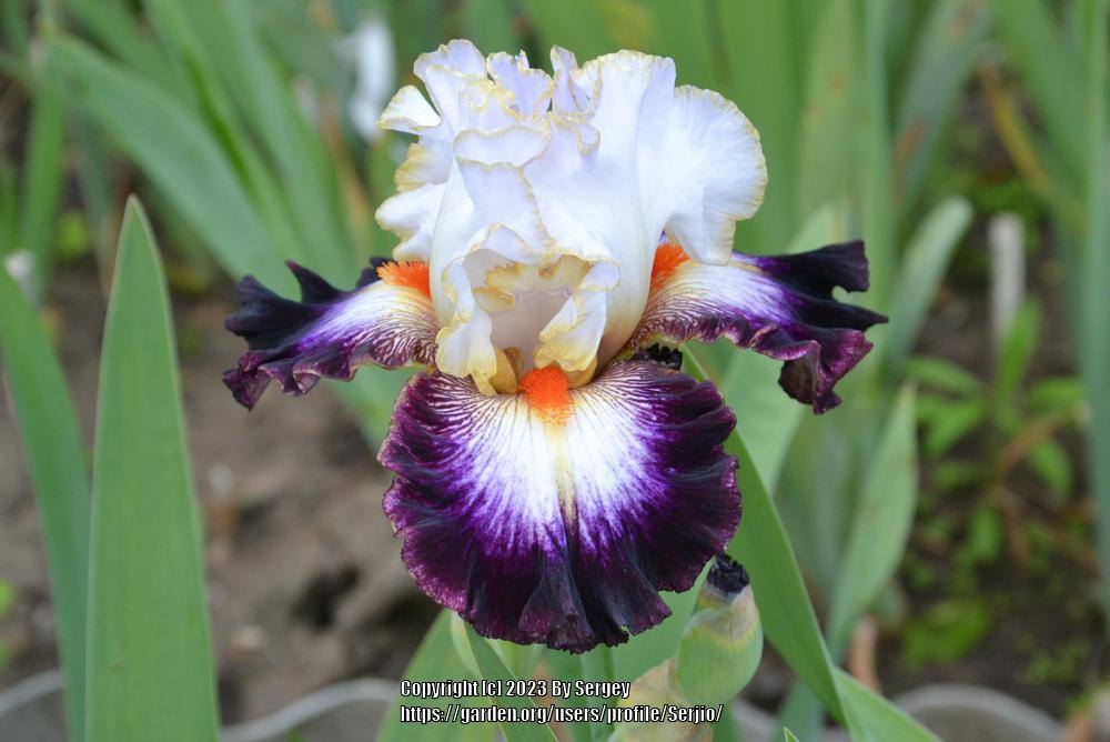 Photo of the bloom of Tall Bearded Iris (Iris 'King's Reign') posted by ...