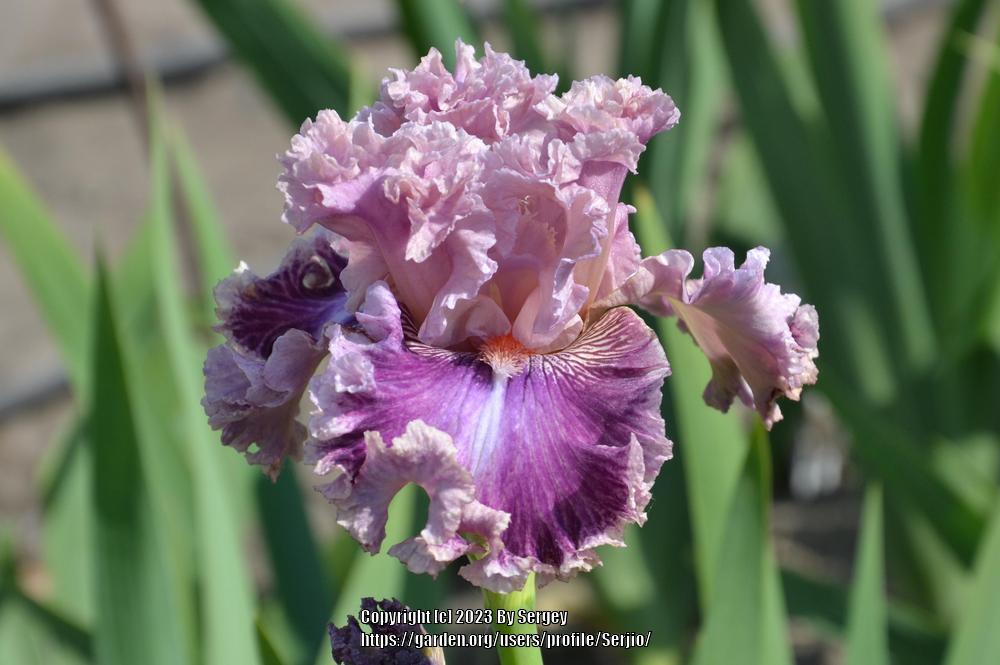 Photo of the bloom of Tall Bearded Iris (Iris 'Just Witchery') posted ...
