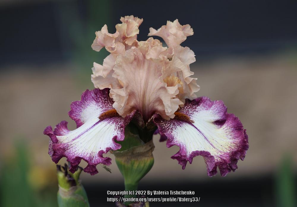 Photo of the bloom of Tall Bearded Iris (Iris 'All By Design') posted ...