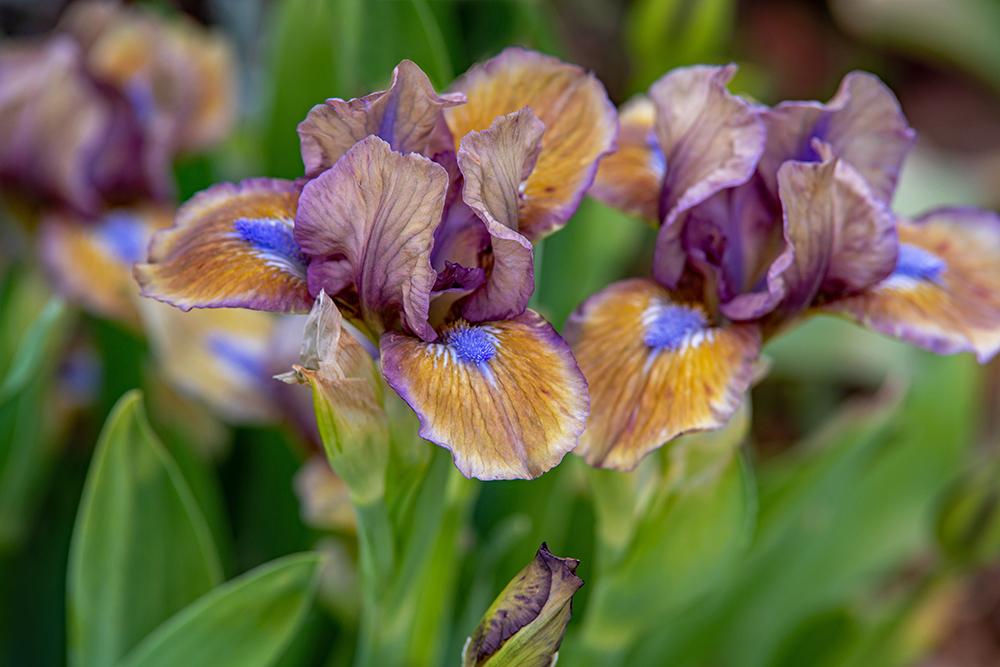 Photo of the bloom of Standard Dwarf Bearded Iris (Iris 'Indian Beauty ...