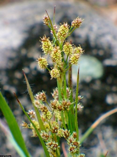Photo of the bloom of Hedgehog Woodrush (Luzula echinata) posted by ...