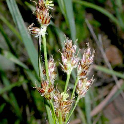 Pacific Woodrush (Luzula comosa) - Garden.org