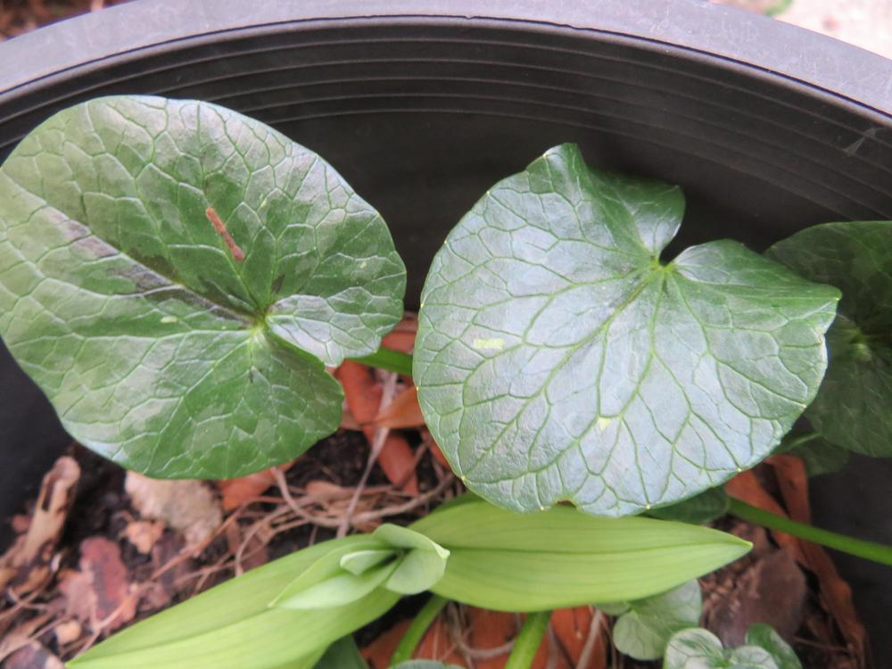 Plant ID in the Plant ID forum - Garden.org