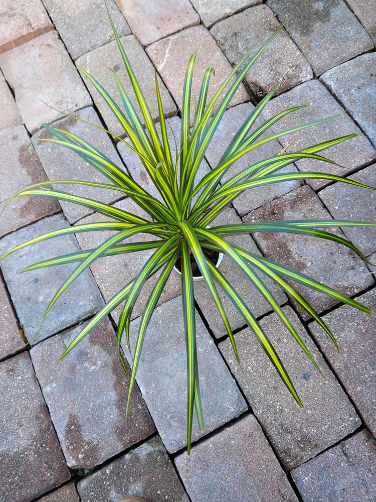 Photo of the entire plant of Dragon Tree (Dracaena reflexa var ...