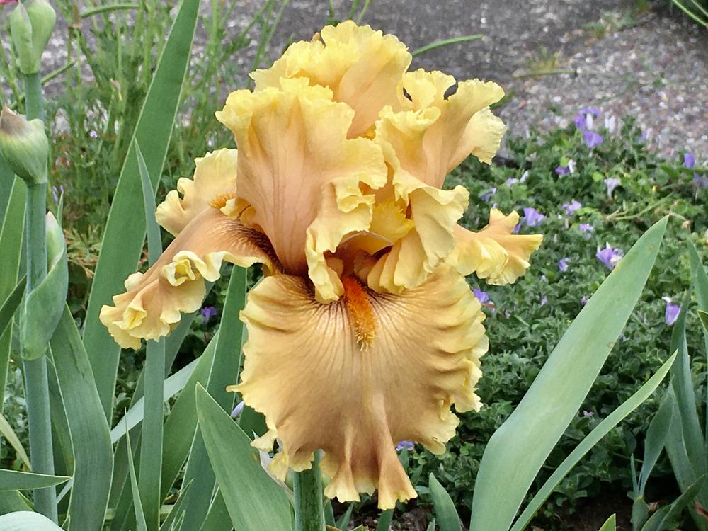 Photo of the bloom of Tall Bearded Iris (Iris 'Tropical Breeze') posted ...