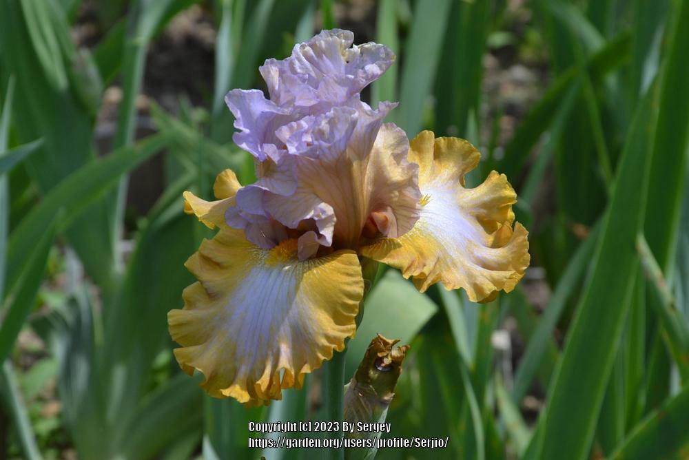 Photo of the bloom of Tall Bearded Iris (Iris 'Just a Crush') posted by Serjio - Garden.org