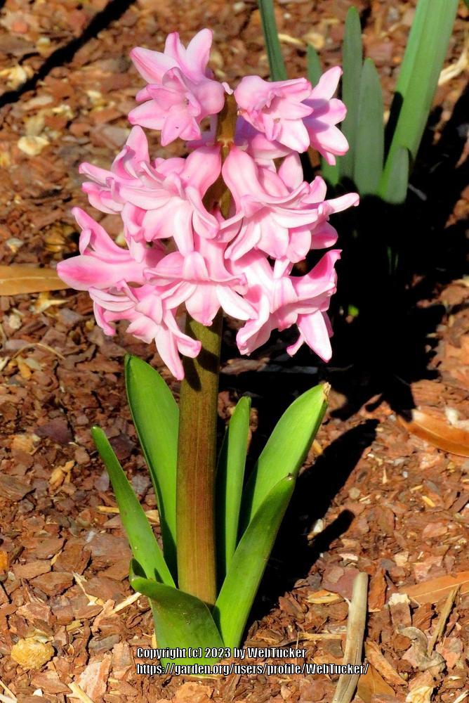 Photo of the bloom of Hyacinth (Hyacinthus orientalis) posted by WebTucker - Garden.org
