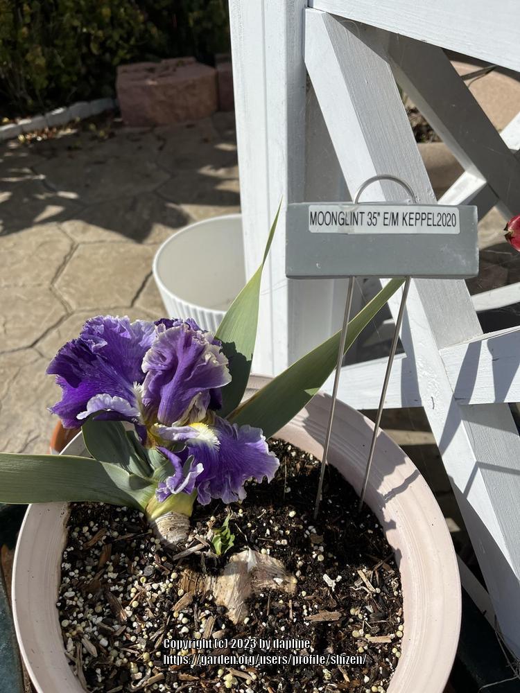 Viewing post #2879117 by shizen - Garden.org