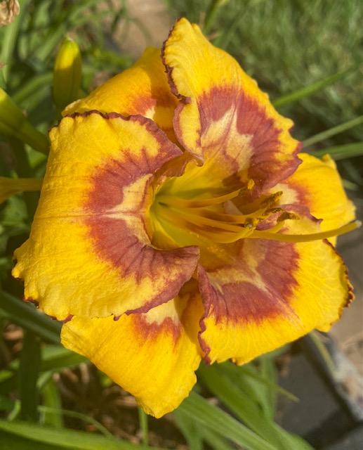 Daylily (Hemerocallis 'KLRBZ Susie's Sultry Sunset') in the Daylilies ...