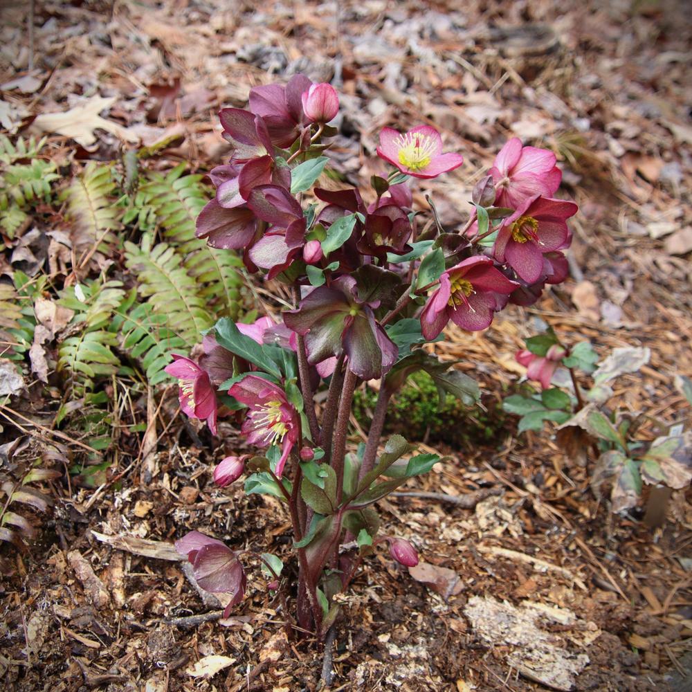 Photo of the entire plant of Hellebore (Helleborus Gold Collection® Ice ...