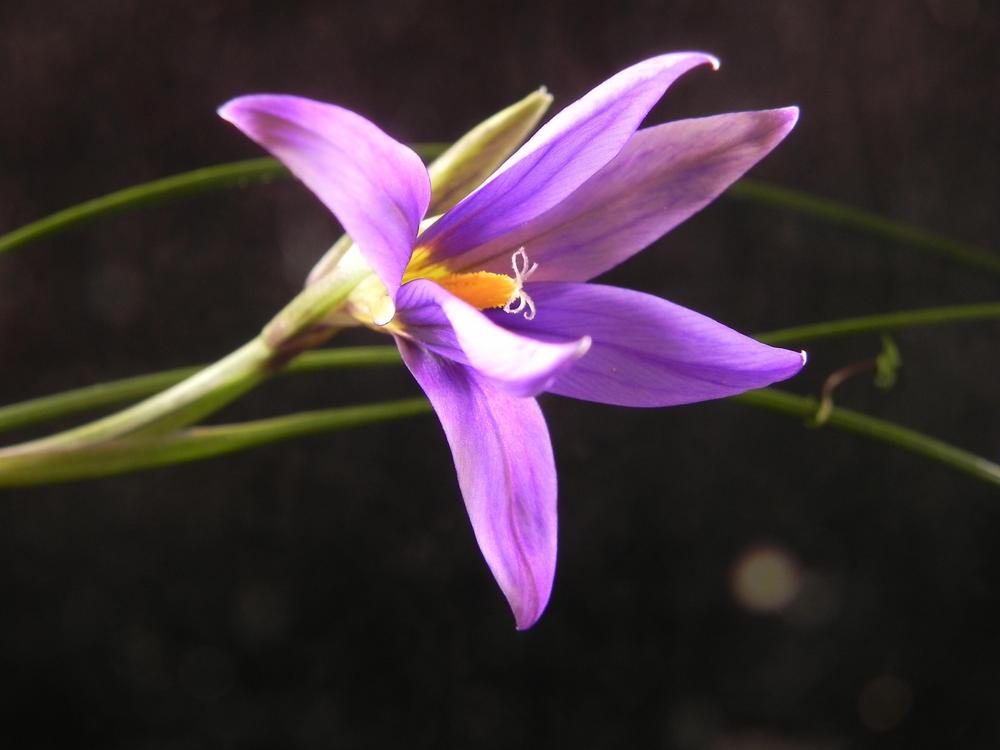 Photo of the bloom of Romulea pudica posted by SL_gardener - Garden.org