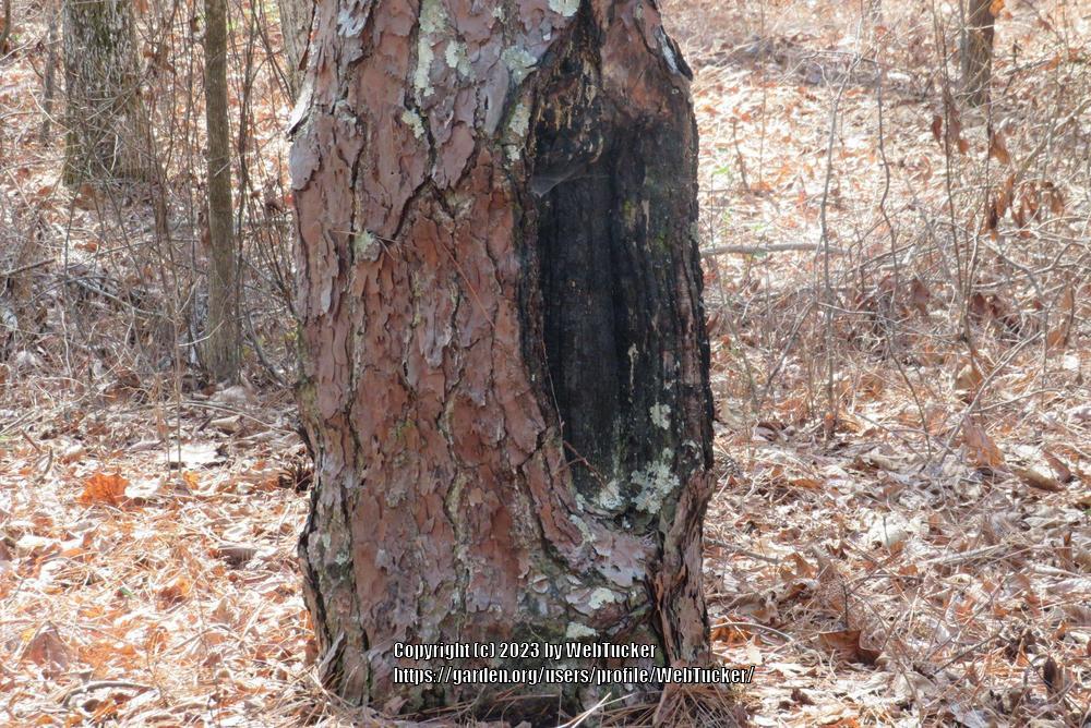 Photo of the stem, scape, stalk or bark of Longleaf Pine (Pinus palustris) posted by WebTucker ...