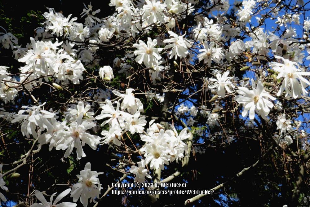 Star Magnolia (Magnolia stellata 'Waterlily') in the Magnolias Database ...
