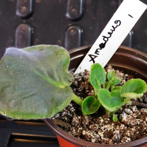 African Violet (Streptocarpus 'Amadeus') in the Cape Primroses Database ...