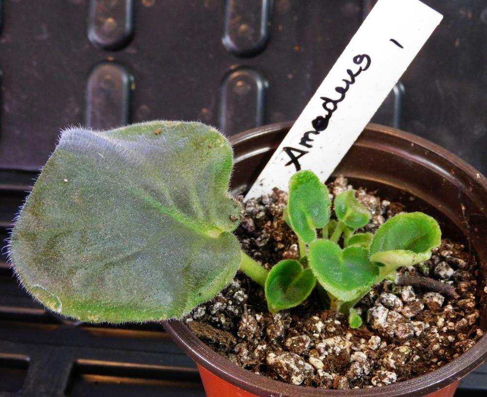 Photo of the seedling or young plant of African Violet (Streptocarpus ...