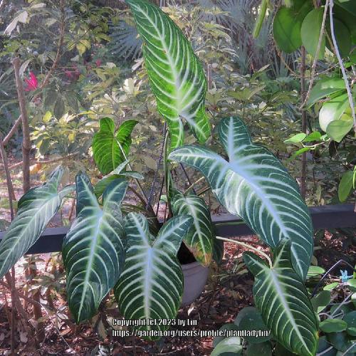 Angel Wings (Phyllotaenium lindenii 'Magnificum') - Garden.org