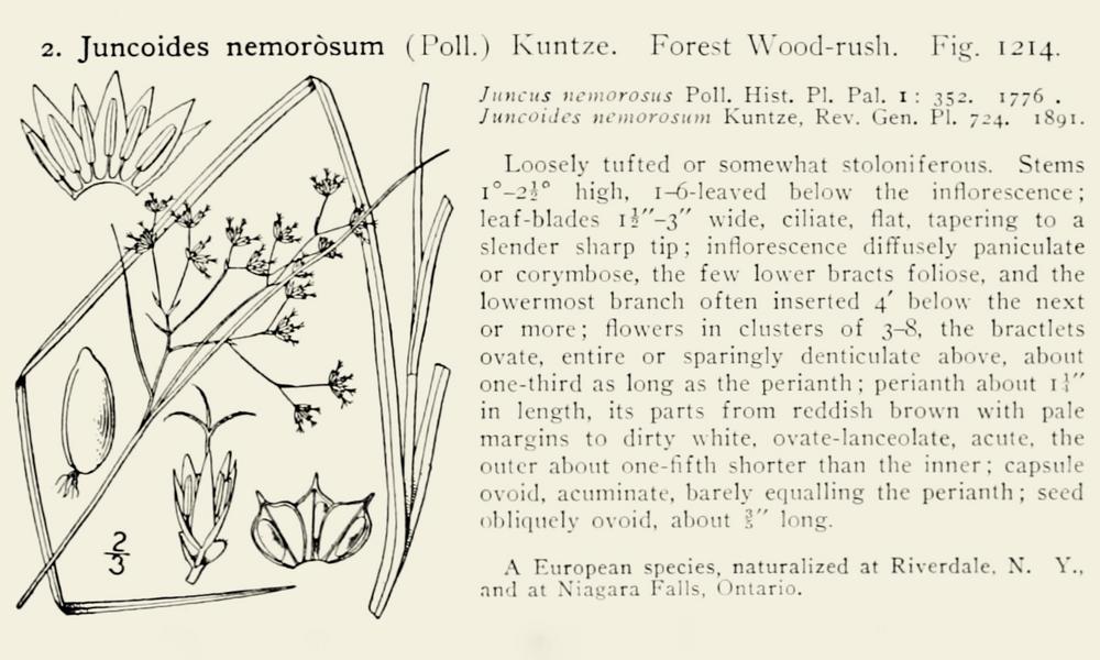 Photo of the documentation of Oakforest Woodrush (Luzula luzuloides ...