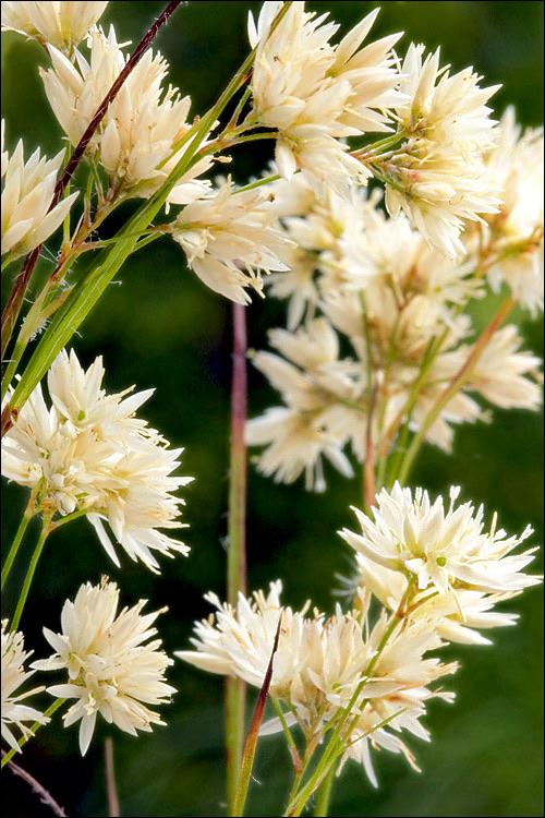 Photo of the bloom of Snowy Wood Rush (Luzula nivea) posted by ...